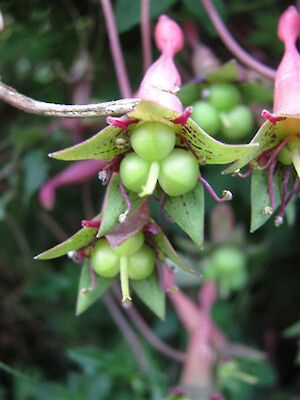 Tropaeolum pentaphyllum • New Zealand Plant Conservation Network