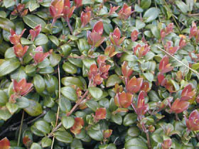 Ugni molinae • New Zealand Plant Conservation Network