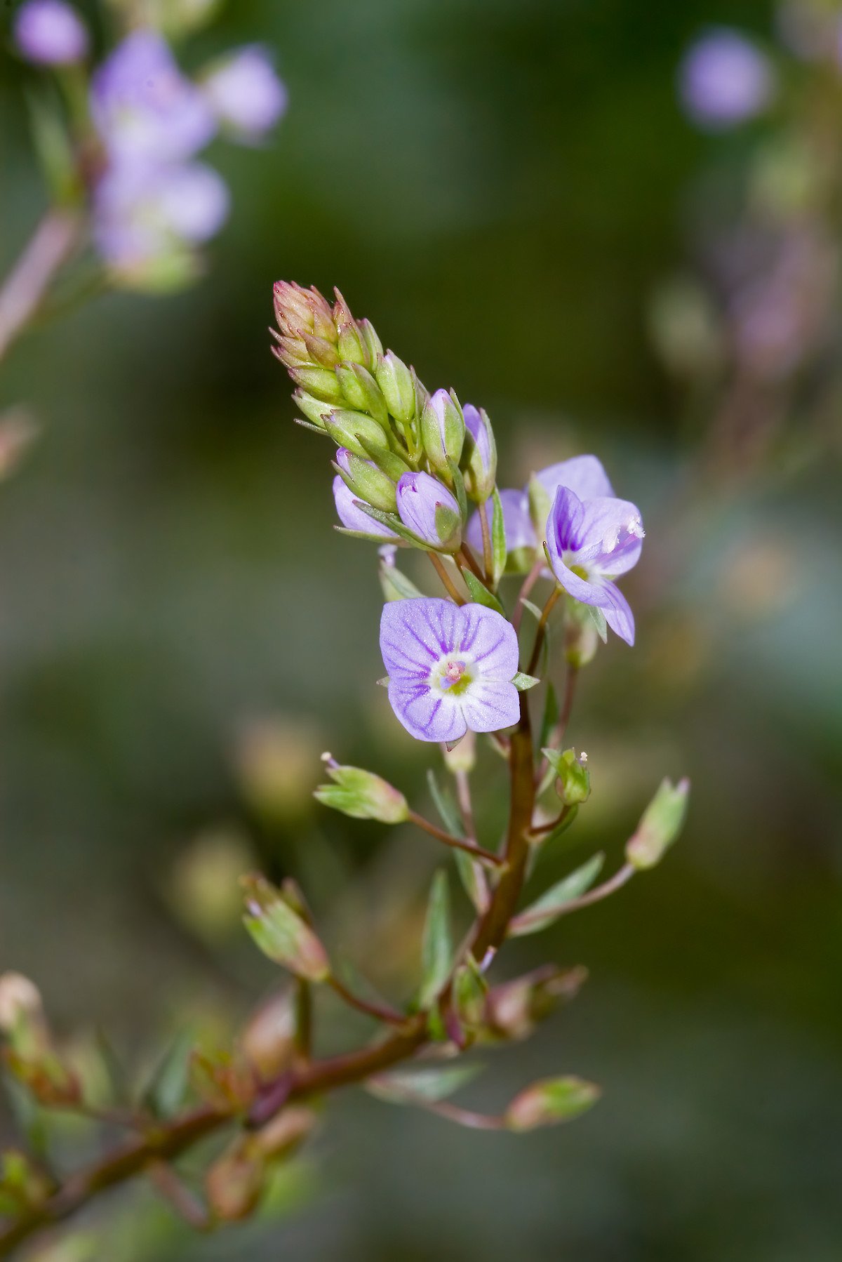 Veronica americana • New Zealand Plant Conservation Network