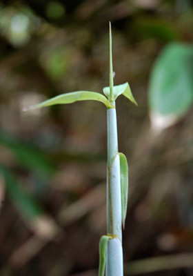 Sasa palmata • New Zealand Plant Conservation Network