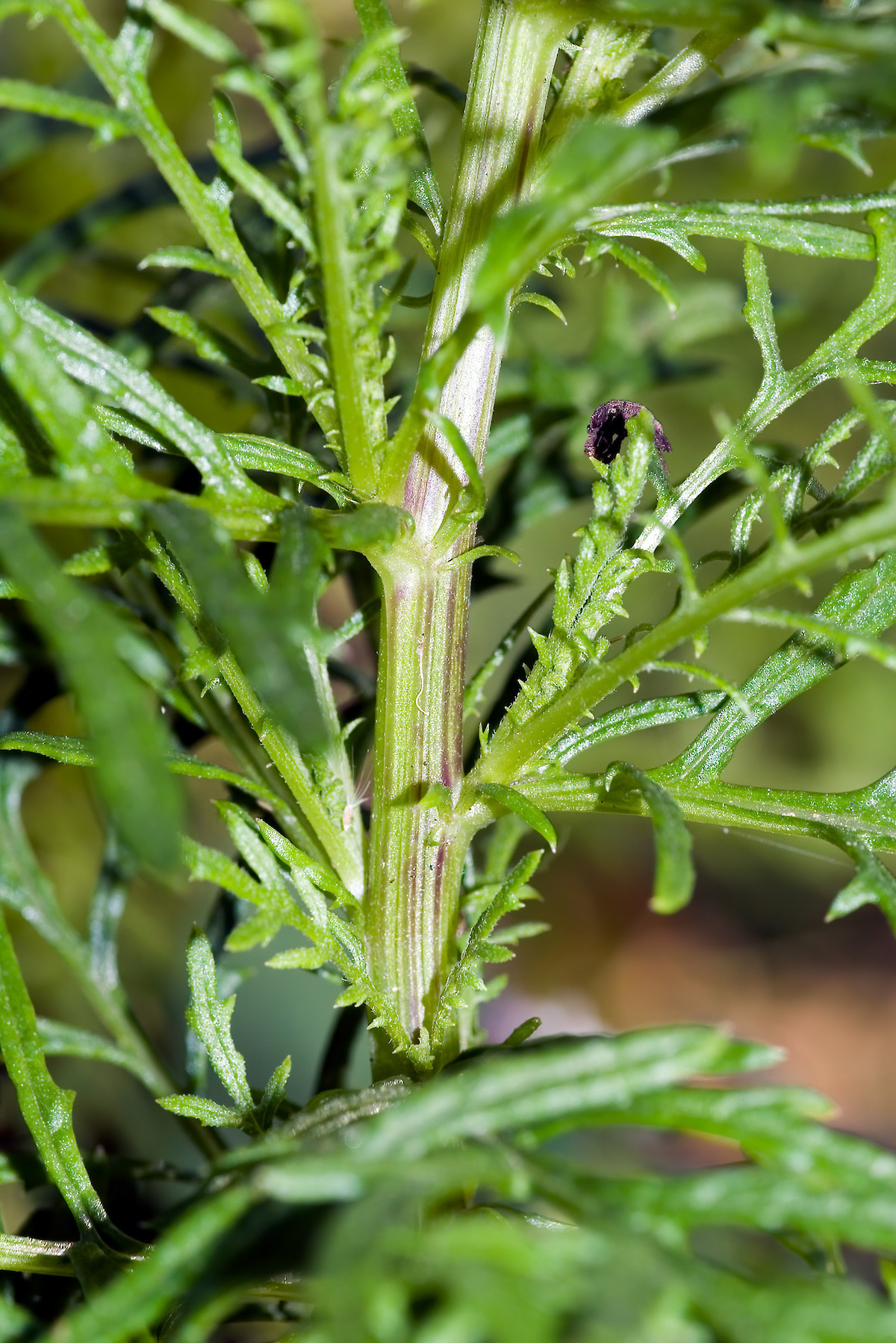 Senecio bipinnatisectus • New Zealand Plant Conservation Network