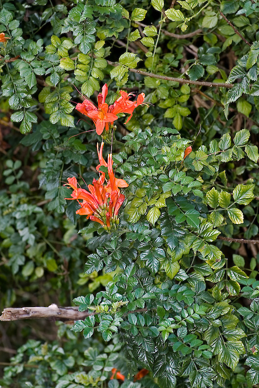 Tecomaria capensis • New Zealand Plant Conservation Network