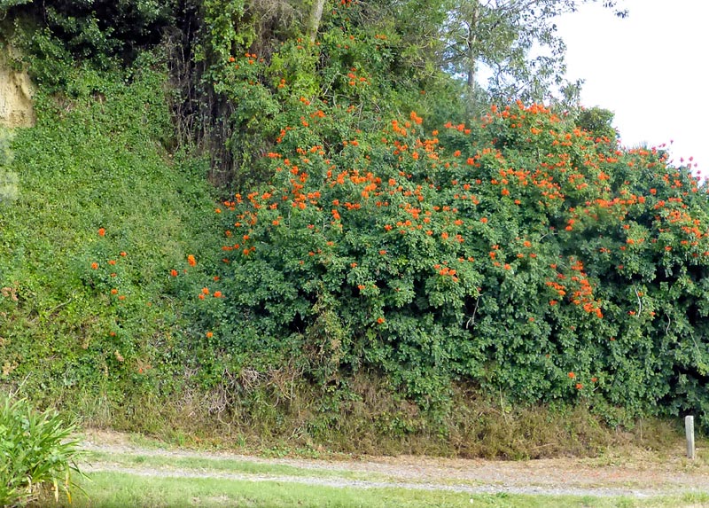 Tecomaria capensis • New Zealand Plant Conservation Network