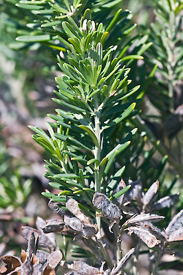 Genista linifolia • New Zealand Plant Conservation Network