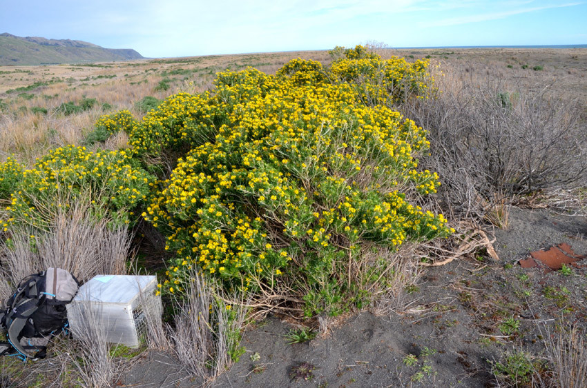 Genista linifolia • New Zealand Plant Conservation Network