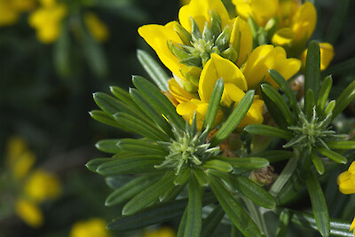 Genista linifolia • New Zealand Plant Conservation Network