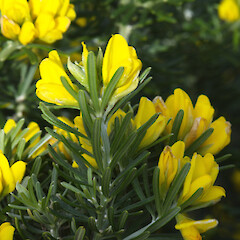Genista linifolia • New Zealand Plant Conservation Network