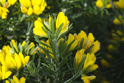 Genista linifolia • New Zealand Plant Conservation Network