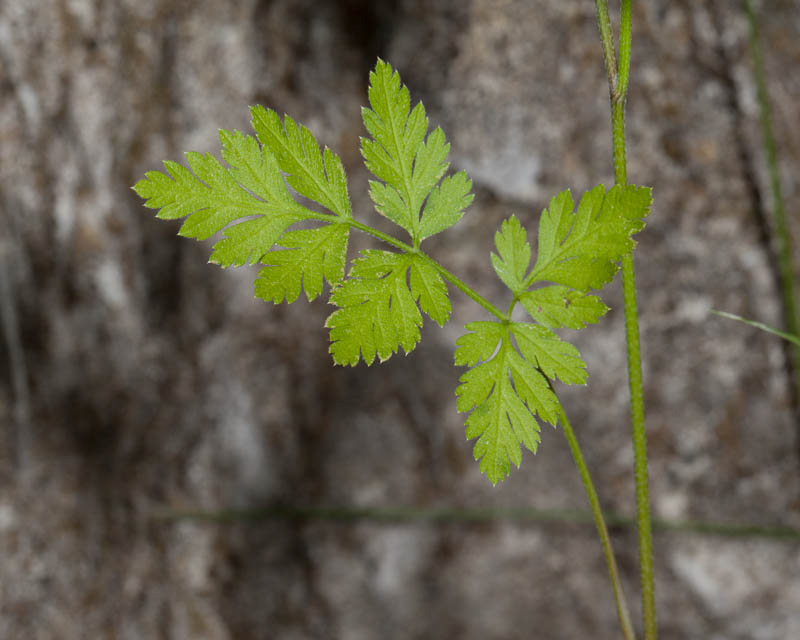 Torilis japonica • New Zealand Plant Conservation Network