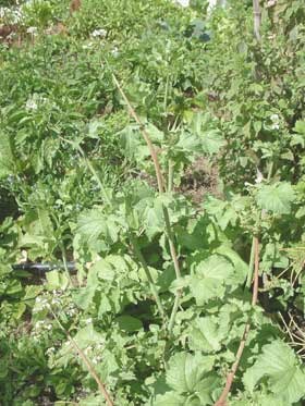 Raphanus sativus • New Zealand Plant Conservation Network