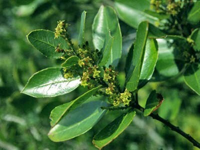 Rhamnus alaternus • New Zealand Plant Conservation Network