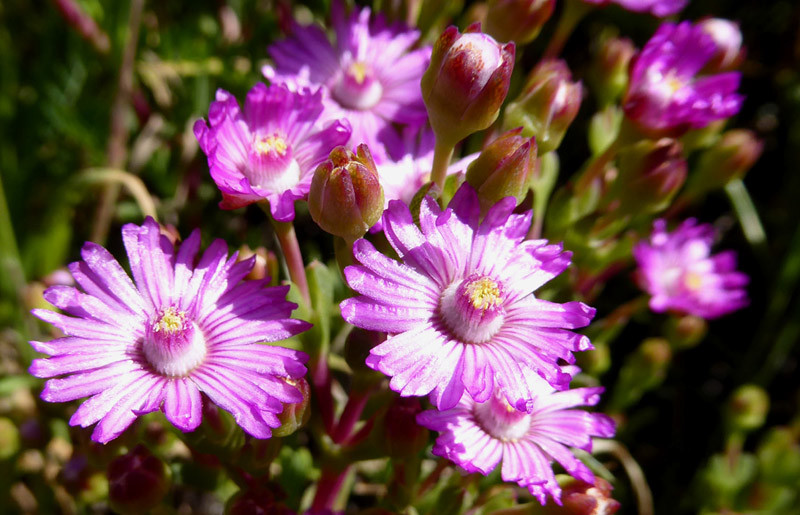 Ruschia geminiflora • New Zealand Plant Conservation Network
