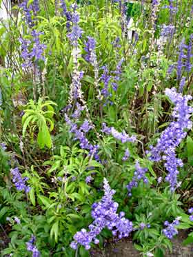 Salvia farinacea • New Zealand Plant Conservation Network