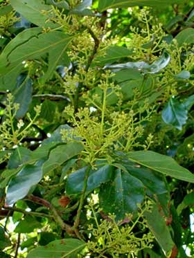 Persea americana • New Zealand Plant Conservation Network