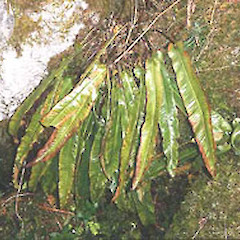 Phyllitis scolopendrium • New Zealand Plant Conservation Network