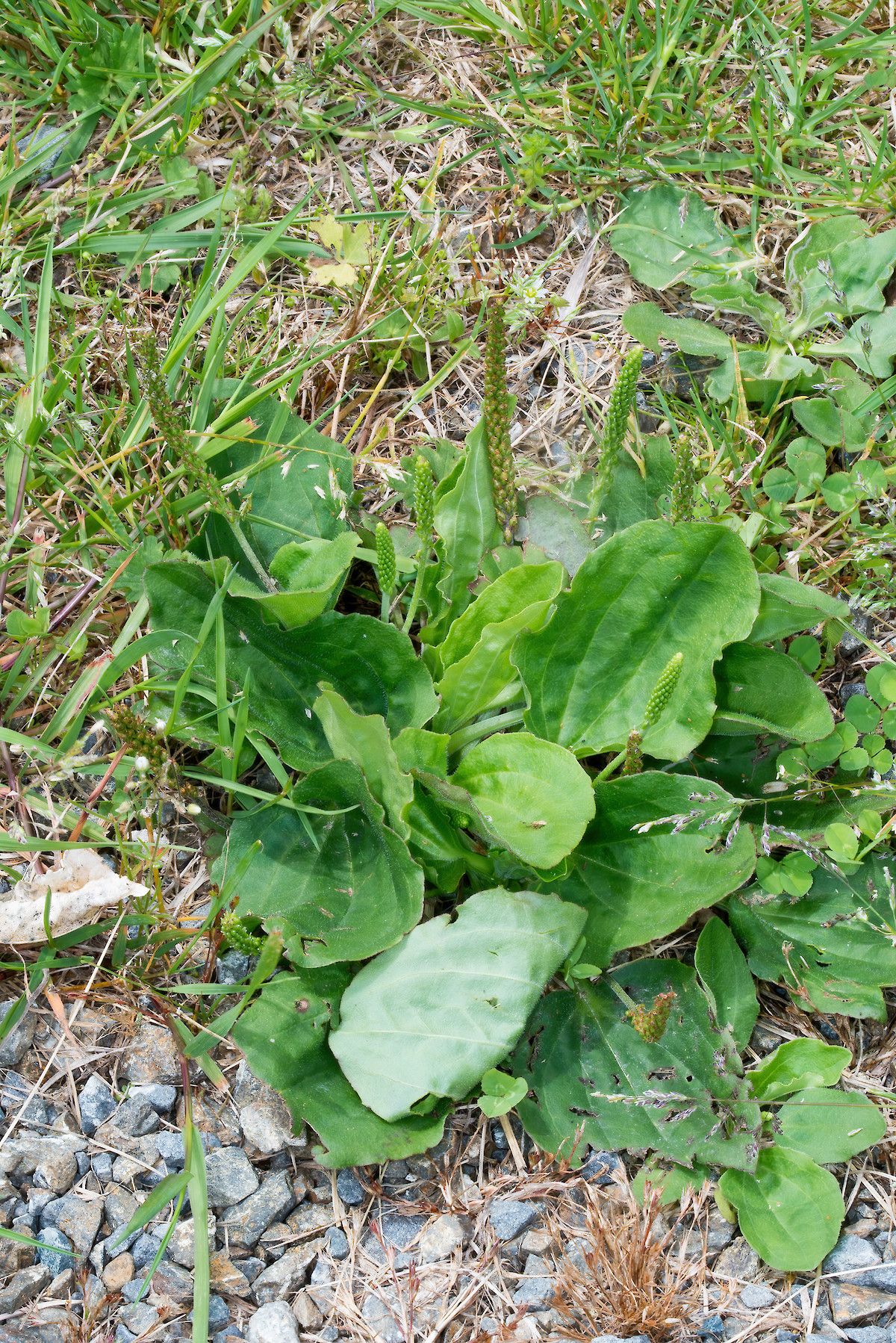 Plantago major • New Zealand Plant Conservation Network