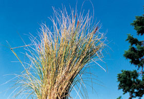 Cenchrus setaceus • New Zealand Plant Conservation Network