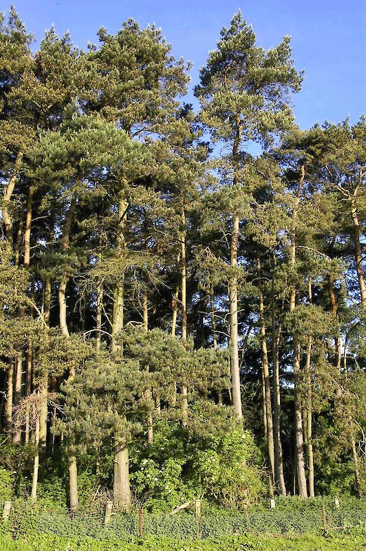 Pinus sylvestris • New Zealand Plant Conservation Network