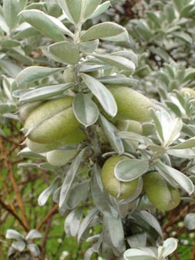 Podalyria sericea • New Zealand Plant Conservation Network