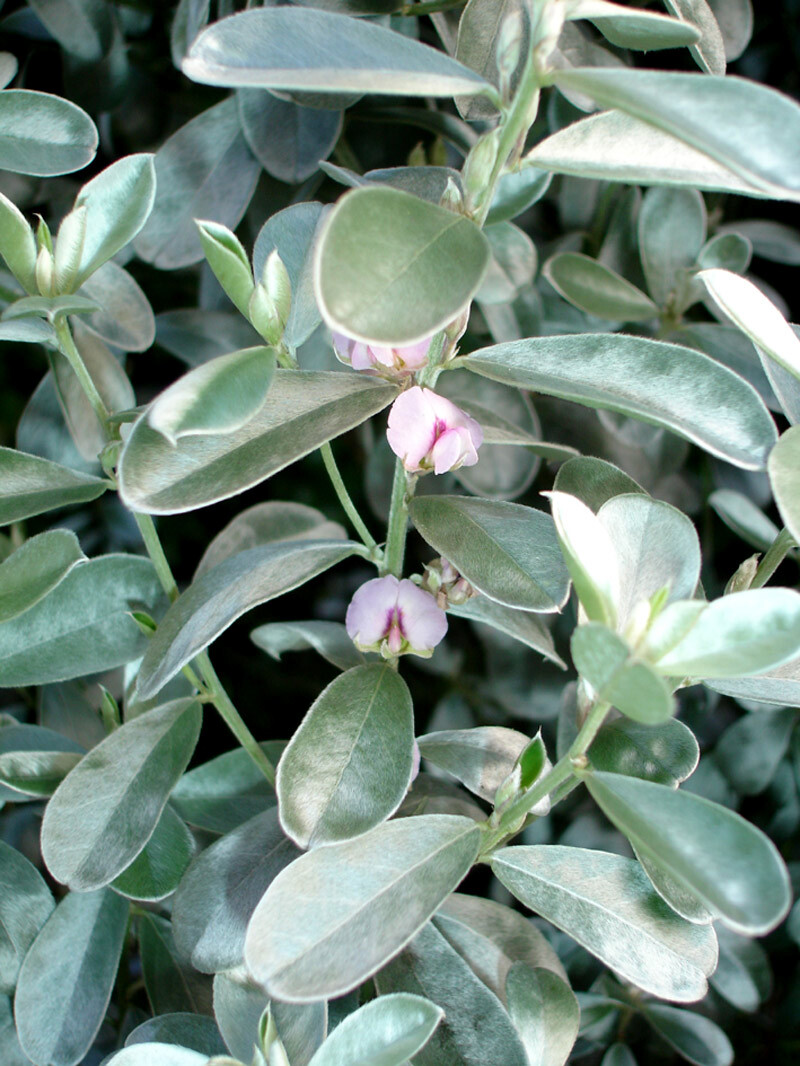 Podalyria sericea • New Zealand Plant Conservation Network
