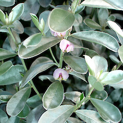 Podalyria sericea • New Zealand Plant Conservation Network
