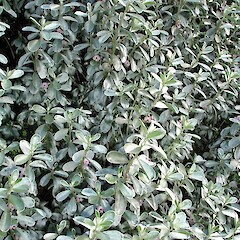 Podalyria sericea • New Zealand Plant Conservation Network