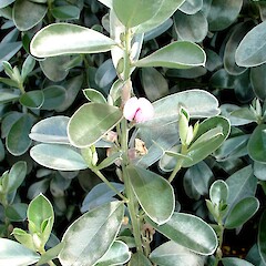 Podalyria sericea • New Zealand Plant Conservation Network