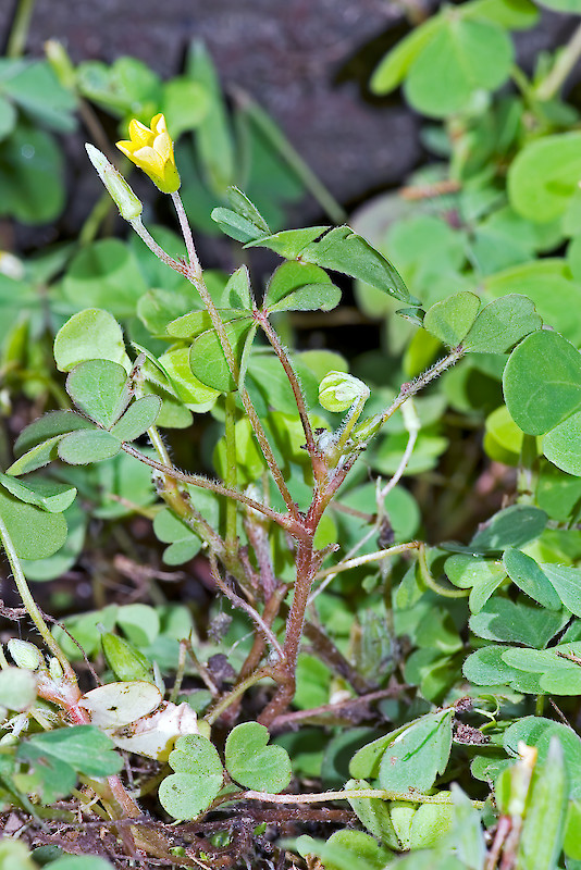 Oxalis corniculata subsp. corniculata • New Zealand Plant Conservation ...