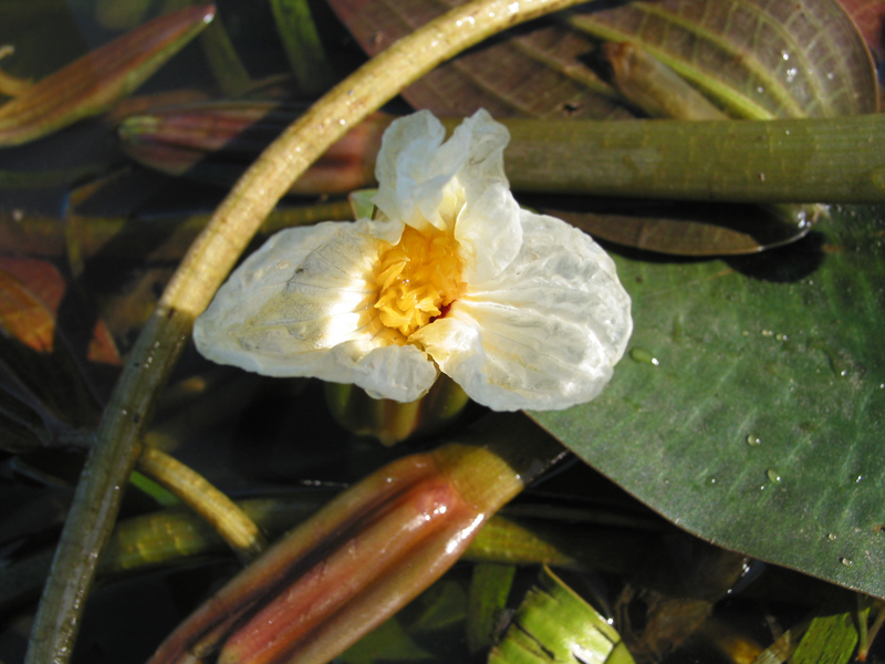Ottelia ovalifolia • New Zealand Plant Conservation Network
