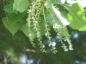 Populus deltoides • New Zealand Plant Conservation Network