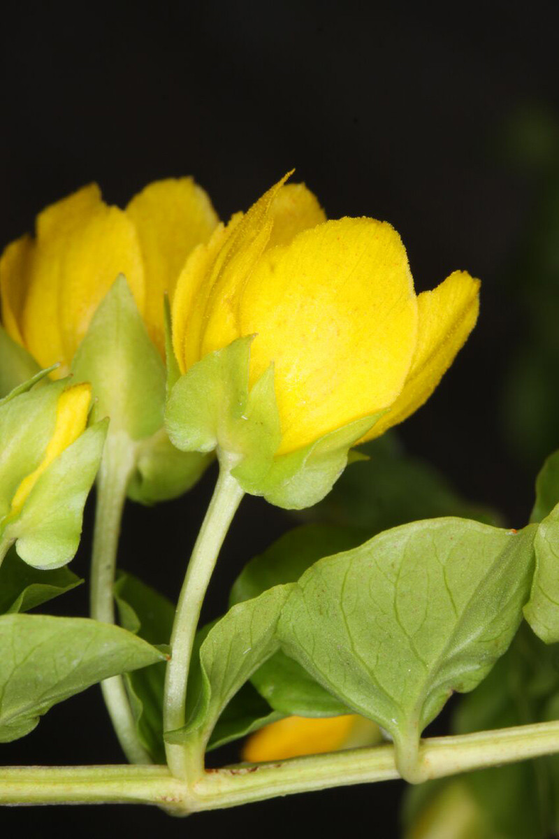 Lysimachia nummularia • New Zealand Plant Conservation Network