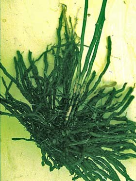 Asparagus plumosus • New Zealand Plant Conservation Network