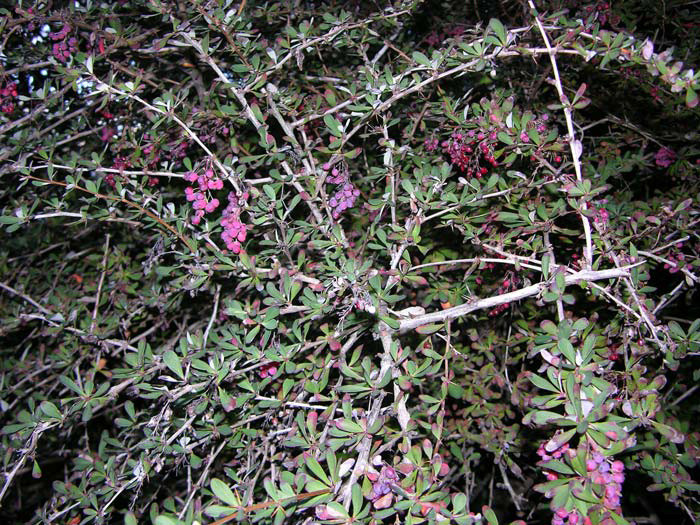 Berberis wilsonae • New Zealand Plant Conservation Network