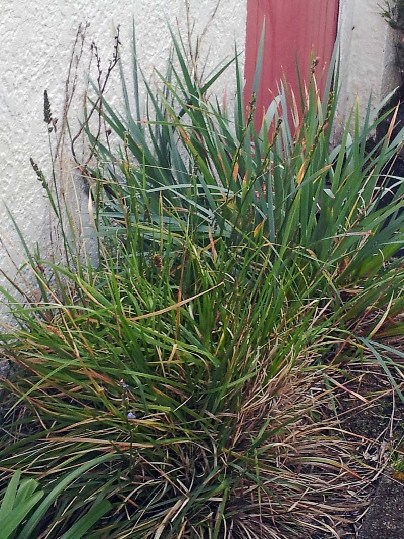 Chascolytrum Rufum New Zealand Plant Conservation Network