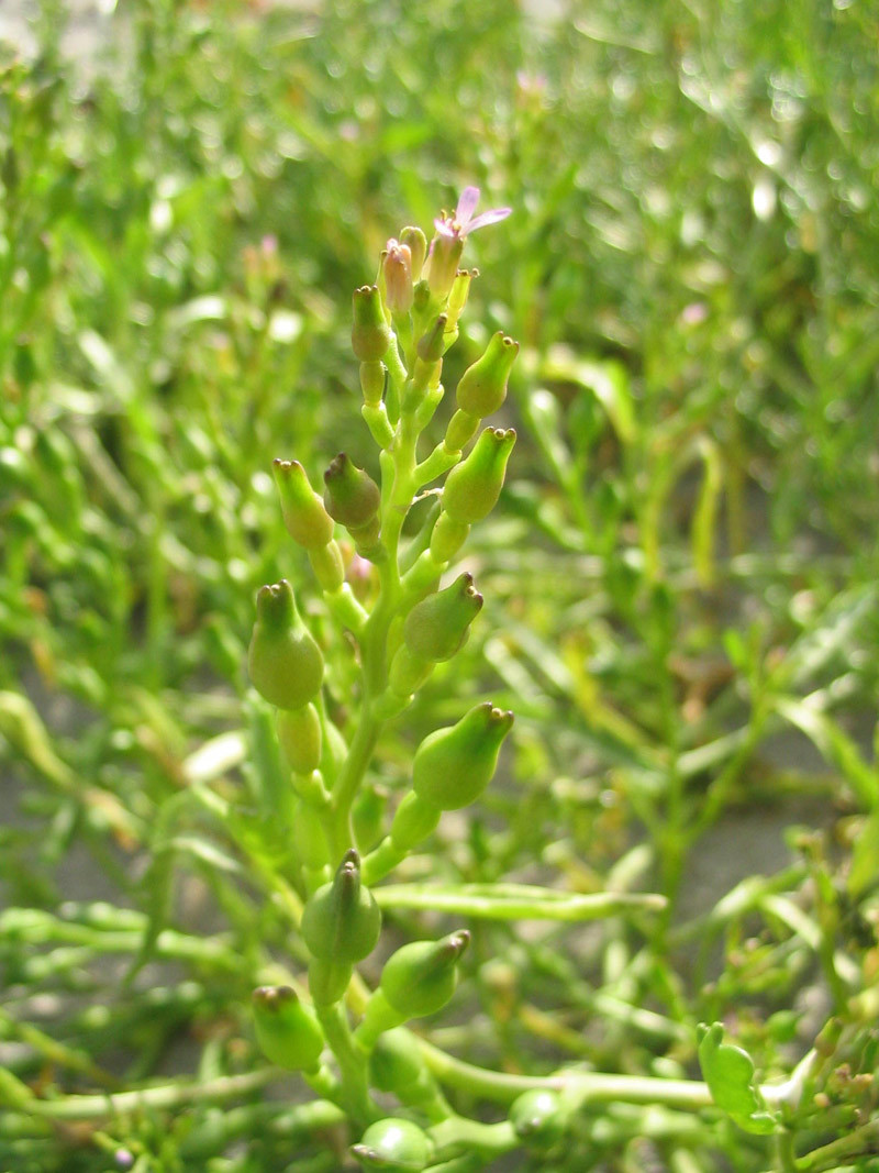 Cakile edentula var. edentula • New Zealand Plant Conservation Network