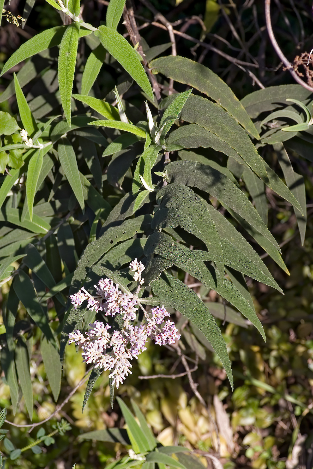 Buddleja salviifolia • New Zealand Plant Conservation Network