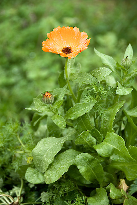 Calendula officinalis • New Zealand Plant Conservation Network