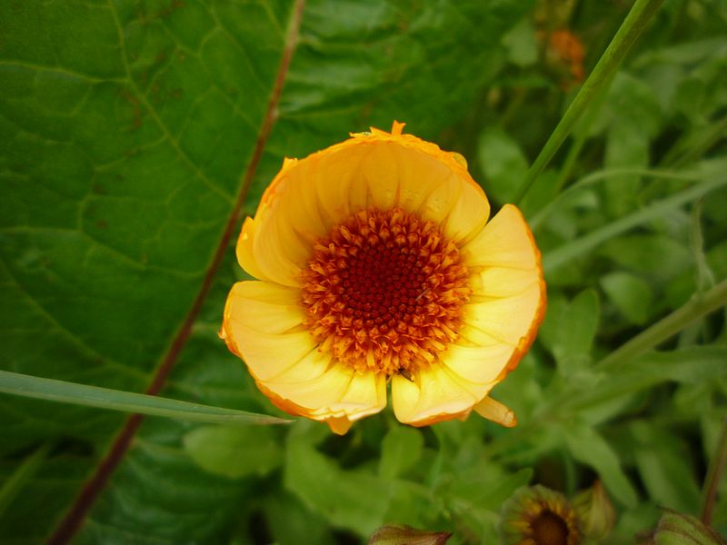 Calendula officinalis • New Zealand Plant Conservation Network