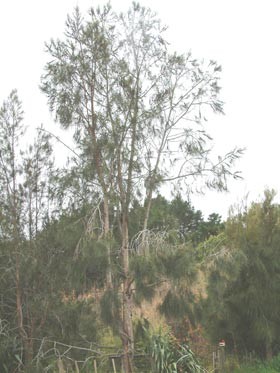 Casuarina glauca • New Zealand Plant Conservation Network