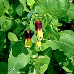 Cerinthe major • New Zealand Plant Conservation Network