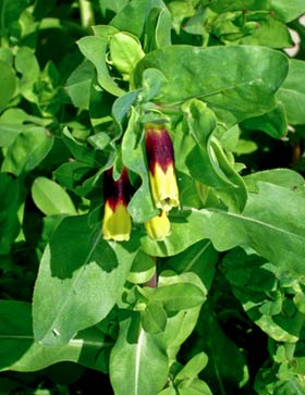 Cerinthe major • New Zealand Plant Conservation Network