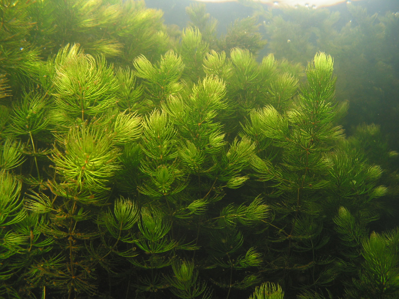 Ceratophyllum demersum • New Zealand Plant Conservation Network
