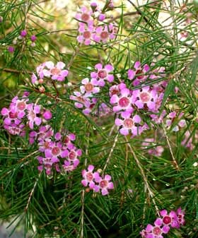 Chamelaucium uncinatum • New Zealand Plant Conservation Network