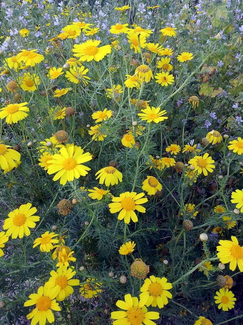Glebionis coronaria • New Zealand Plant Conservation Network