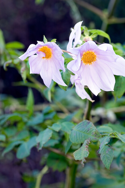 Dahlia excelsa • New Zealand Plant Conservation Network