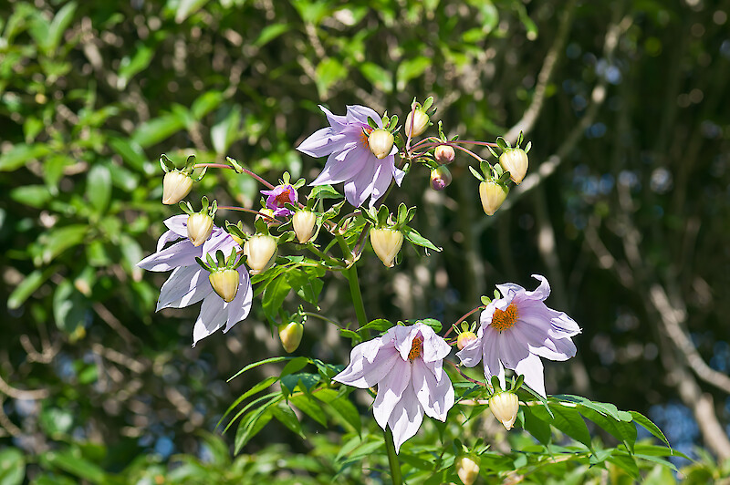 Dahlia excelsa • New Zealand Plant Conservation Network