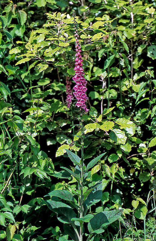 Digitalis purpurea • New Zealand Plant Conservation Network