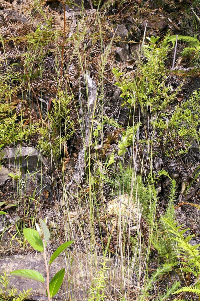 Pentapogon rarus • New Zealand Plant Conservation Network