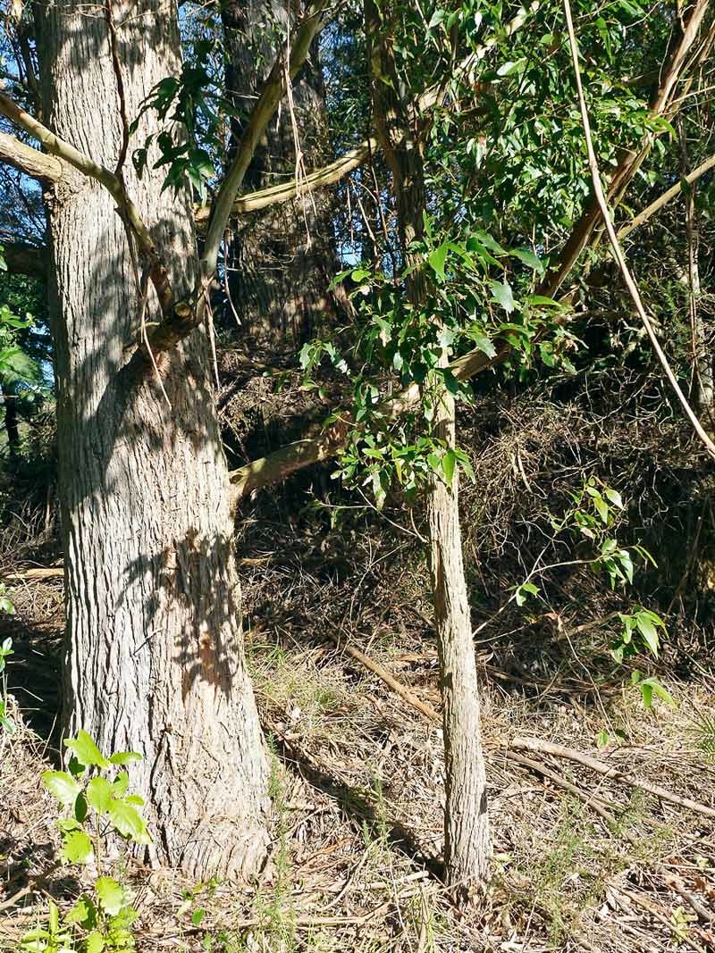 Eucalyptus fastigata • New Zealand Plant Conservation Network