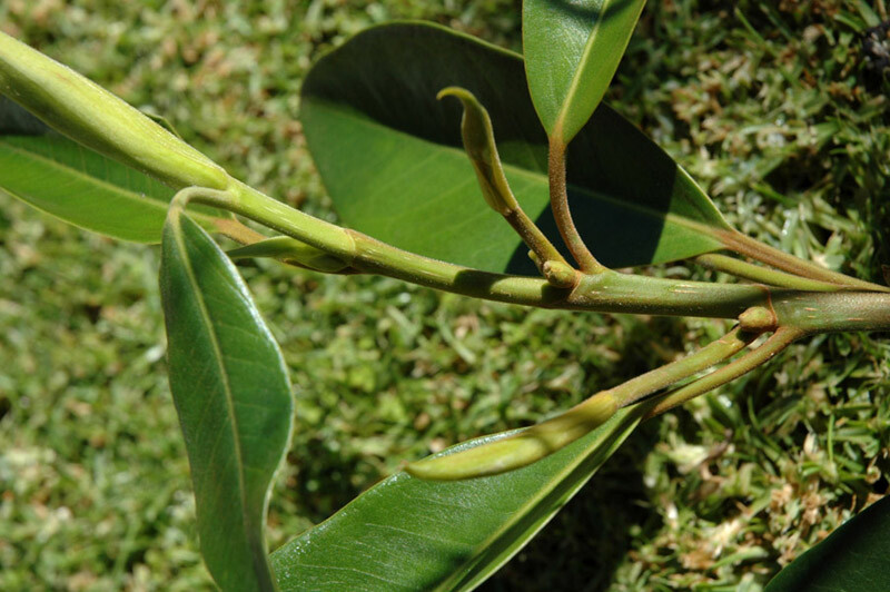 Ficus rubiginosa • New Zealand Plant Conservation Network